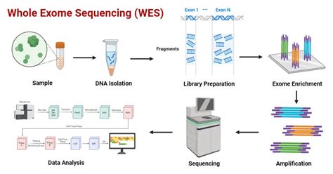 Whole Exome Sequencing Wes Principle Steps Uses