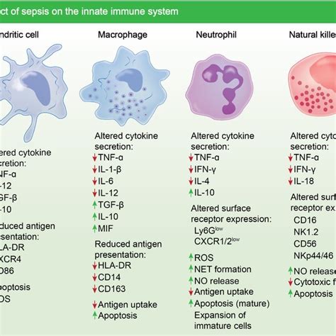 Sepsis Induced Immune Dysregulation And Suppression Of Innate Immune