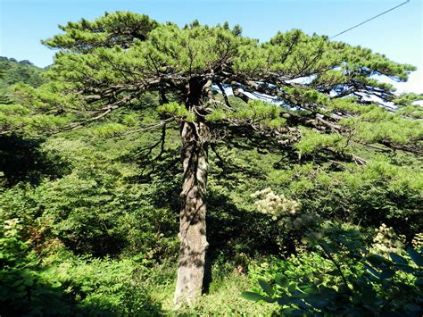 百年松树图片 梦见 最大 大山谷图库
