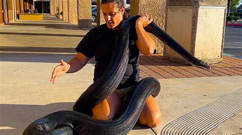 Rainbow Reticulated Python Is Glowing🤩 Youtube