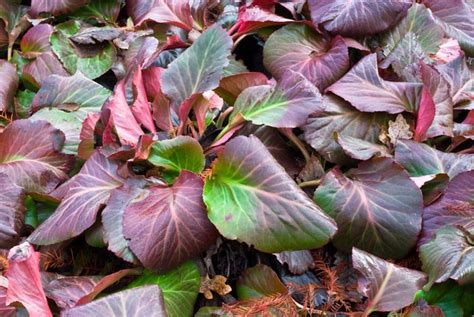 Bergenia Bressingham Ruby