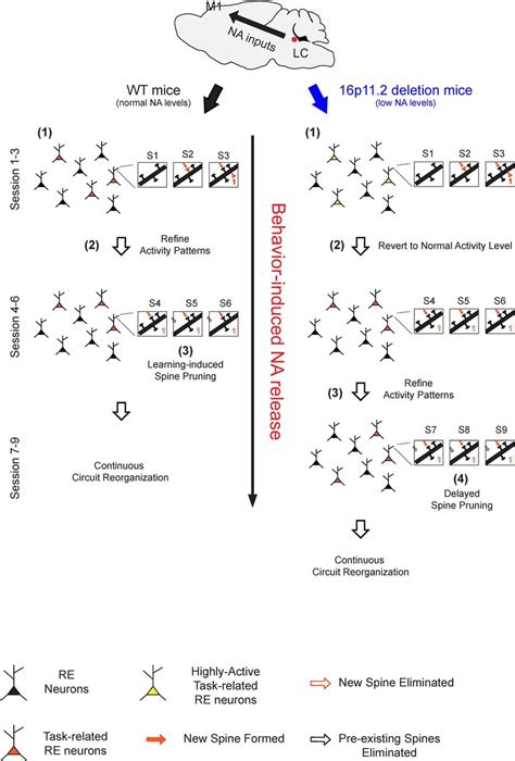 Proposed Model For Circuit Dysfunctions During Delayed Motor Learning Download Scientific