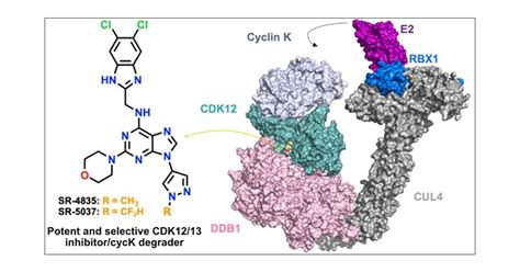 Cdk12 Inhibitors And Cyclin K Degraders Published In Journal Of