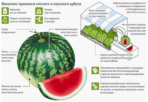 Арбуз: это ягода, фрукт или овощ, состав, польза, вред, как выбрать