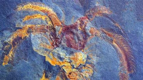 New Fossil Assemblages From The Early Ordovician Fezouata Biota