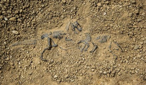 Kopać Kości Dinozaur Walczyć Skamieliny Tyrannosaurus I Triceratops