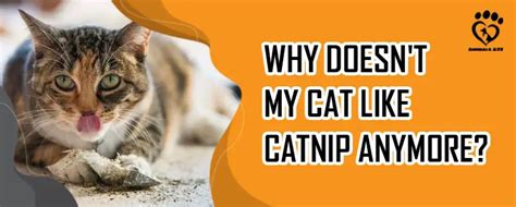 Why Doesnt My Cat Like Catnip Anymore