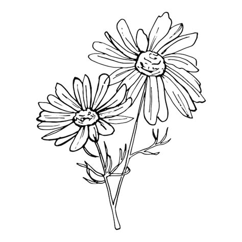 손으로 그린 데이지 개요 그림 무료 벡터