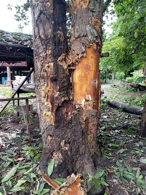 အပြစ်မဲ့ပြည်သူ ၂ ဦးသေဆုံးစေခဲ့သော သေ့ဘောဘိုးစစ်ရှောင်ရွာကို အကြမ်းဖက် စစ်ကောင်စီ တိုက်လေယာဉ