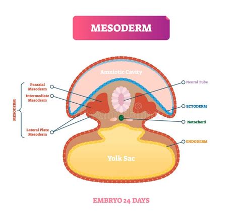 Ilustración Vectorial Del Mesodermo Diagrama Médico Etiquetado Con La