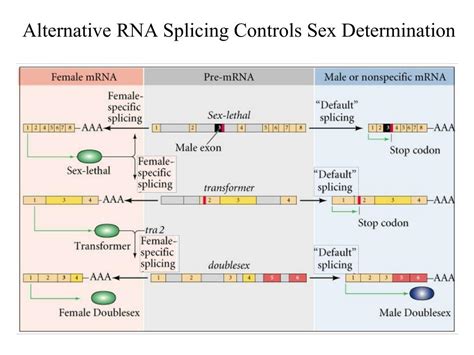 Ppt Sex Determination Powerpoint Presentation Free Download Id2279815