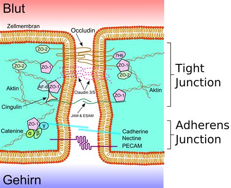 Adherens Junction In Anatomy At Latonya Langley Blog