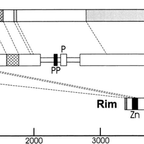 Sequence Alignment Of Mouse Aczonin Macz Chicken Aczonin Cacz And Download Scientific
