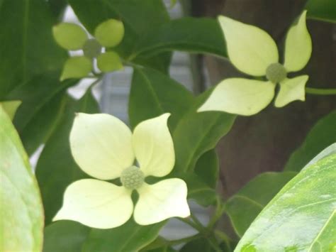 ヤマボウシの花 近場の博物誌
