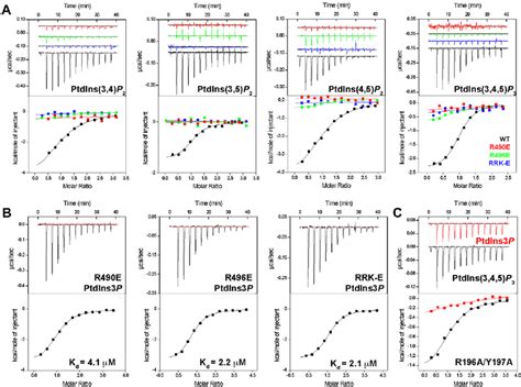 Mutational Analysis Confirms The Putative Ptdins P Binding Site On The Download Scientific