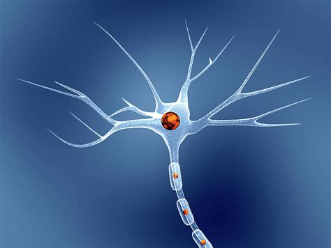 Nerve Cell