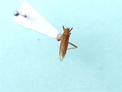 フタトゲムギカスミカメ Stenodema calcarata 島根大学標本資料類データベース