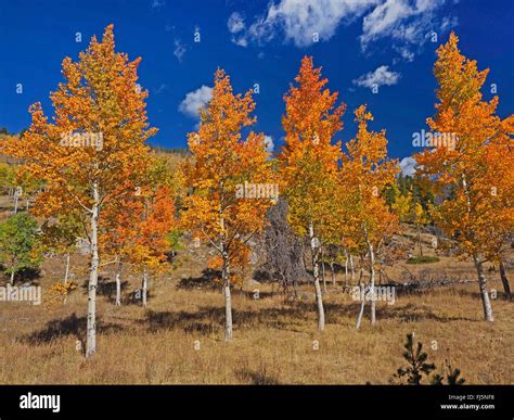 American Aspen Quaking Aspen Trembling Aspen Populus Tremuloides