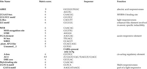 The Cis Acting Regulatory Elements In Pghsc70 And Oshsp70 Gene Promoter Download Scientific