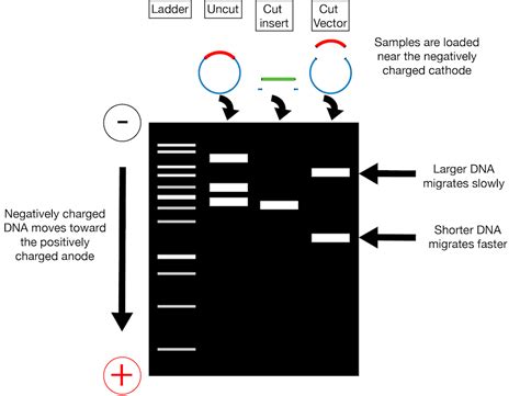 Plasmids 101 Restriction Cloning