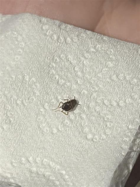 Oriental Roach Nymph Central Fl Rwhatsthisbug