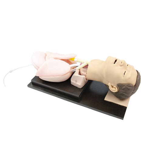 成人气管插管训练仿真模型