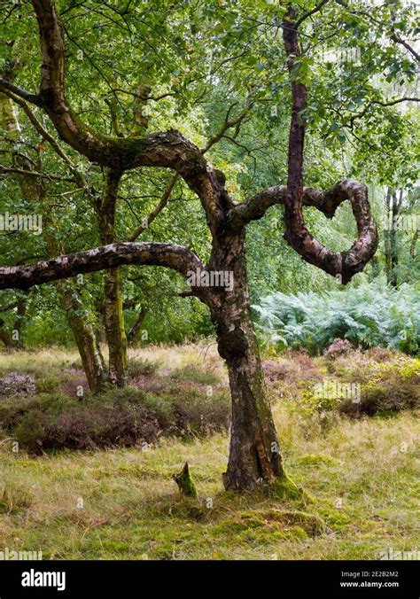 Tree In Woodland With Branches Twisted Into A Love Heart Shape Stock Photo Alamy