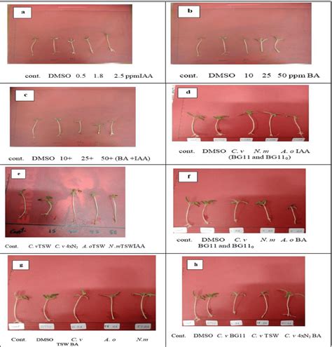 Growth Of Tomato Explants By Synthetic Ba And Iaa And Mixtures Of Download Scientific Diagram