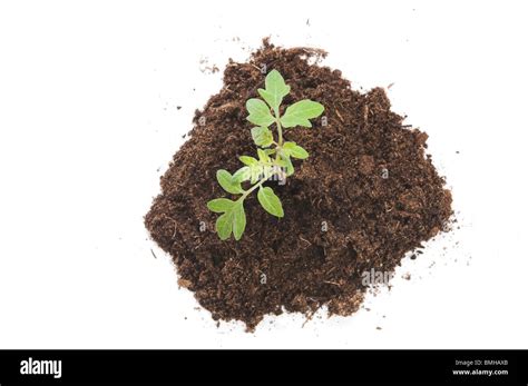 Seedling In Soil Stock Photo Alamy