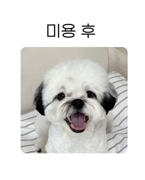 포차코 눈아들 나 미용해짜나 ~~~ 미용 전은 잊어줘 ~ ~ Instagram