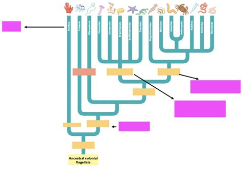 Morphological Tree Diagram Quizlet