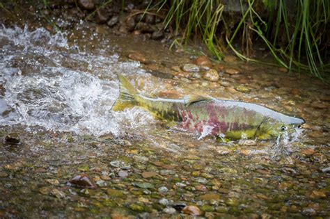Whats The Difference Between Chum Salmon And Chinook Salmon