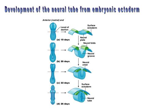The Brain Cranial Nerves Ppt Video Online Download