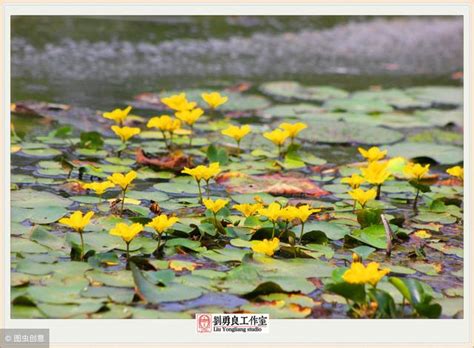 詩經里的植物荇菜 每日頭條