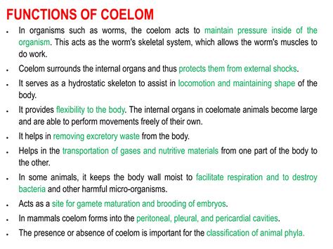 Origin And Organization Of Coelom Ms Pptx