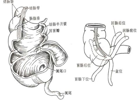 消化系统解剖图谱