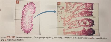 Class Calcarea Diagram