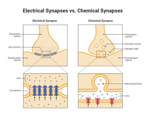 Electrical Synapses Vs Chemical Synapses Biorender Science Templates