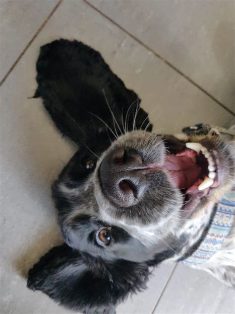 My English Cocker Spaniel Rolling On The Floor Laughing Scrolller