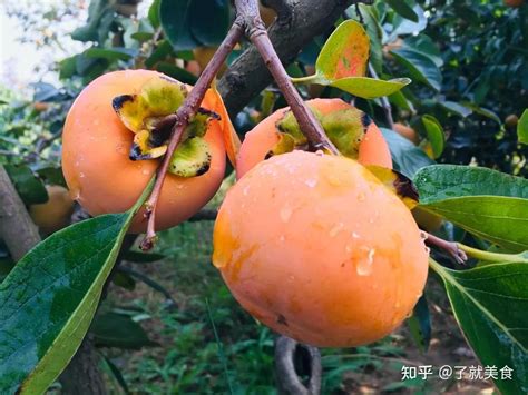 脆如富士甜比冰糖全国核心产区脆甜柿子不涩口不麻嘴终于盼来 知乎