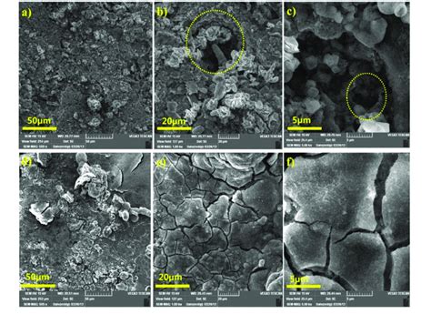 Sem Micrographs After 90 Days Of Exposure In Bc Medium A C Ms And Download Scientific