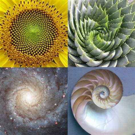 17 Best Images About Fibonacci On Pinterest Sturgeon Bay Nature And Golden Ratio