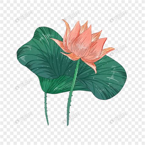 연꽃 잎 Png 일러스트 무료 다운로드 Lovepik