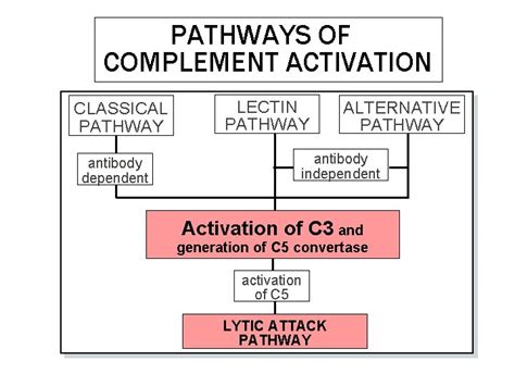 Pathways Of Complement Activation Classical Pathway Antibody Dependent