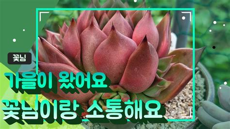 아름다운 가을날~꽃님이와 함께해요🍁🍂 Youtube