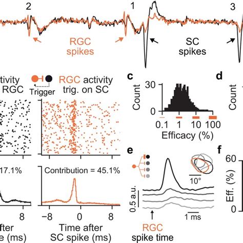 Sc Neurons Are Strongly Driven By Retinal Inputs A Example Traces