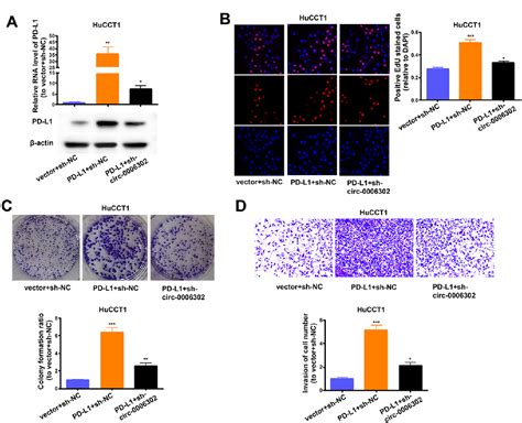 Figure 1 From Circular Rna Circ 0006302 Promotes The Growth Migration And Invasion Of