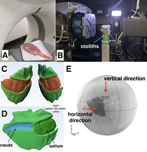Ct Imaging Scans And Model Reconstruction A Medical Ct Scanning On A Download Scientific