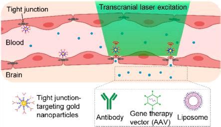 Nano Letters通过激光刺激分子靶向的纳米颗粒调节血脑屏障