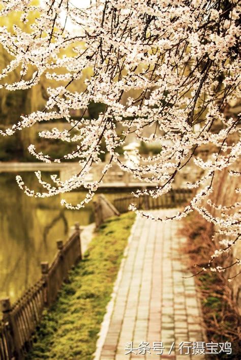 鳳翔東湖的柳樹春天的一道美麗風景精美圖片 每日頭條